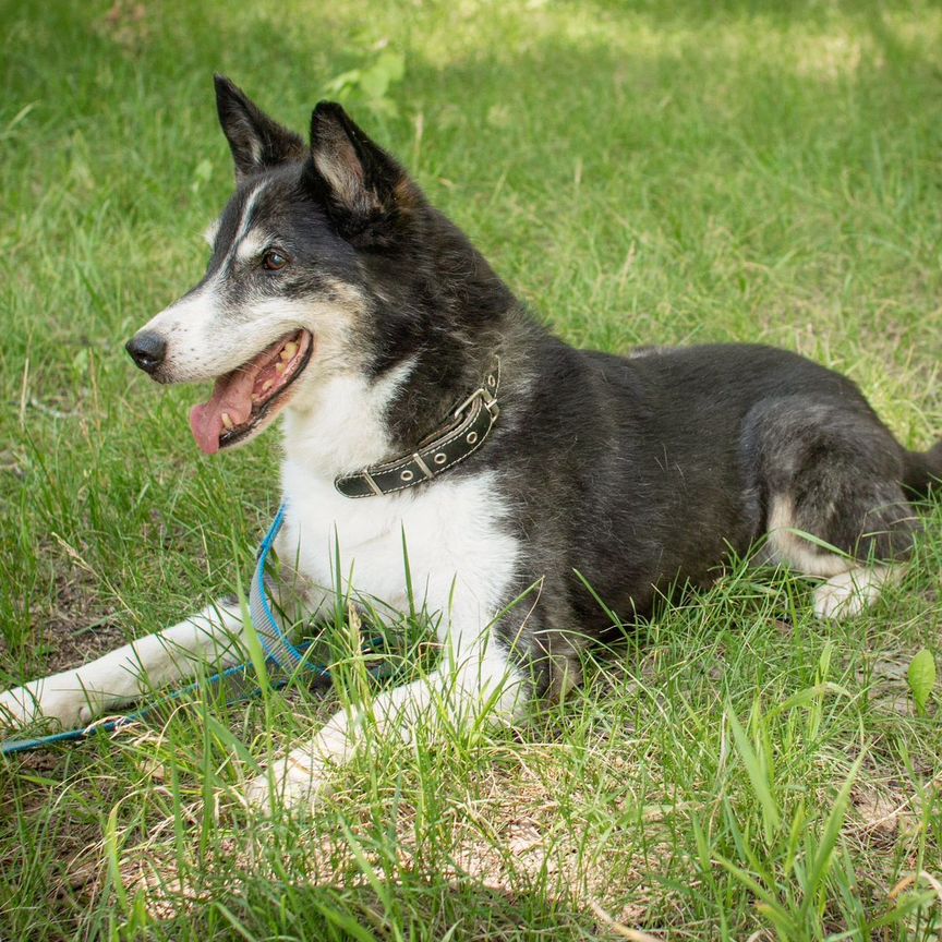 Умница Чак в добрые руки