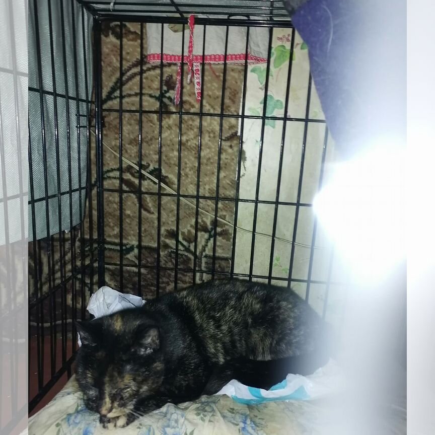 Взрослая кошка в добрые руки