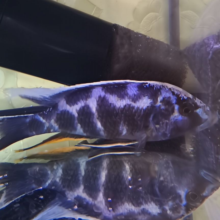 Хаплохромис Ливингстона