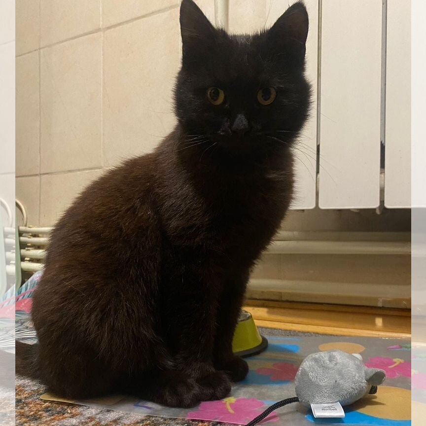 Котёнок в добрые руки
