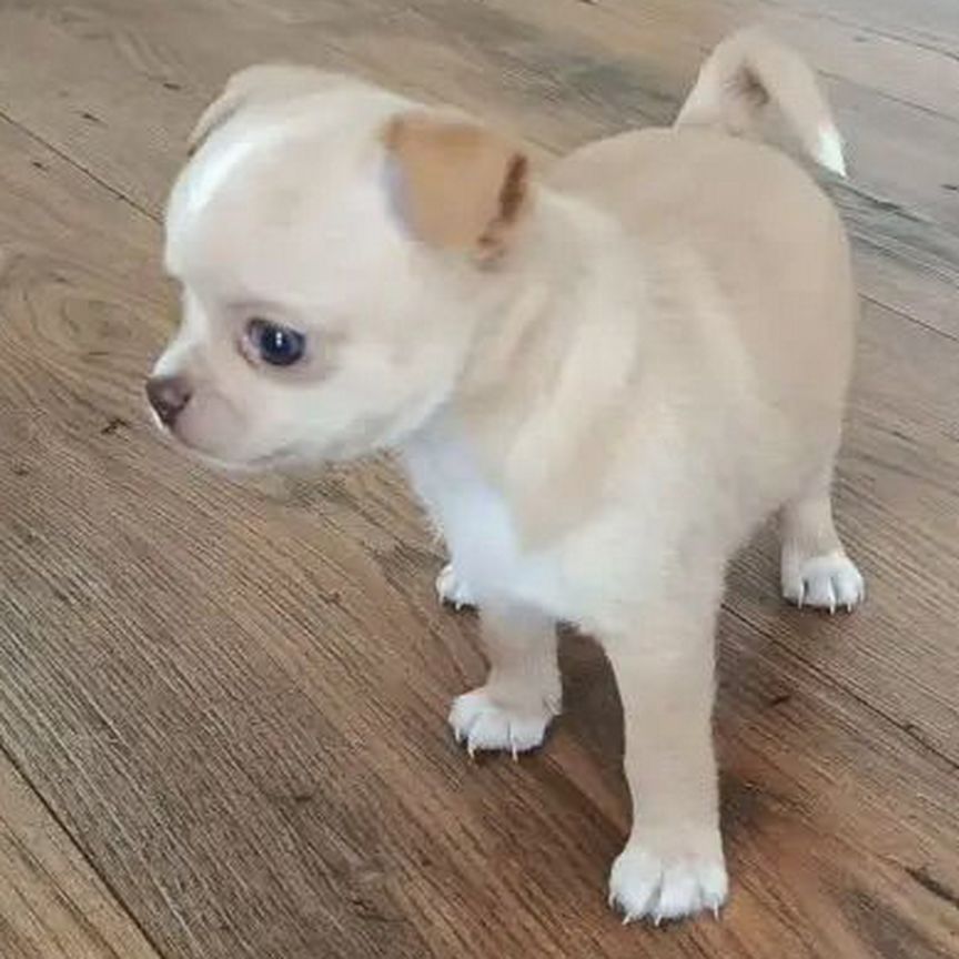 Чихуахуа, щенок