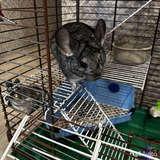 Шиншилла девочка с Родословной