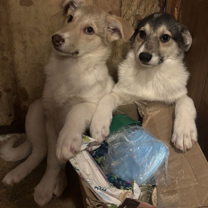 Щенок в добрые руки