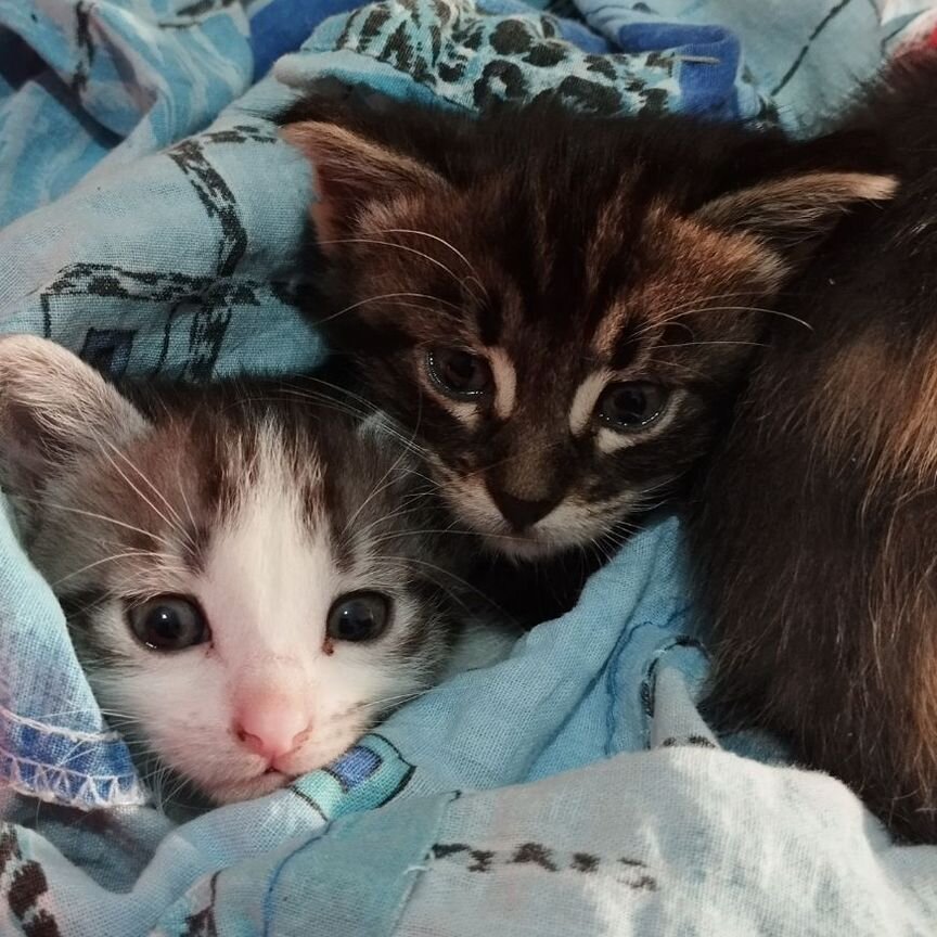 Котята в добрые руки мальчики 1 месяц