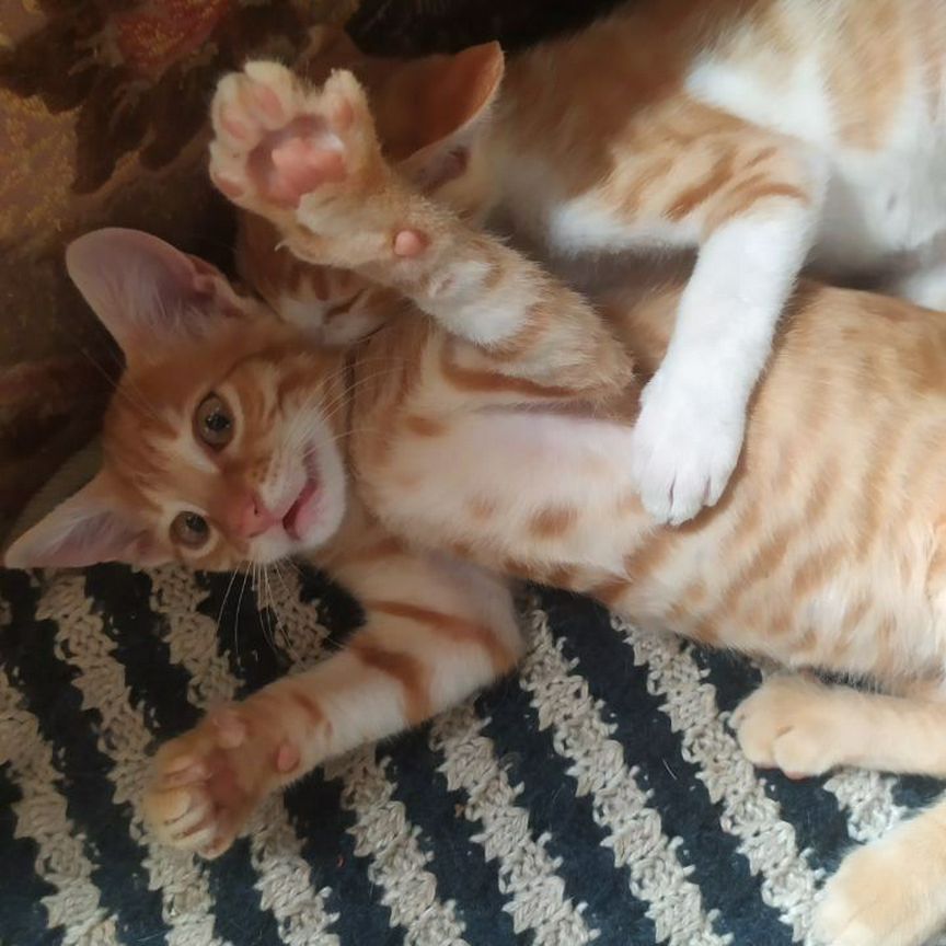 Кошка