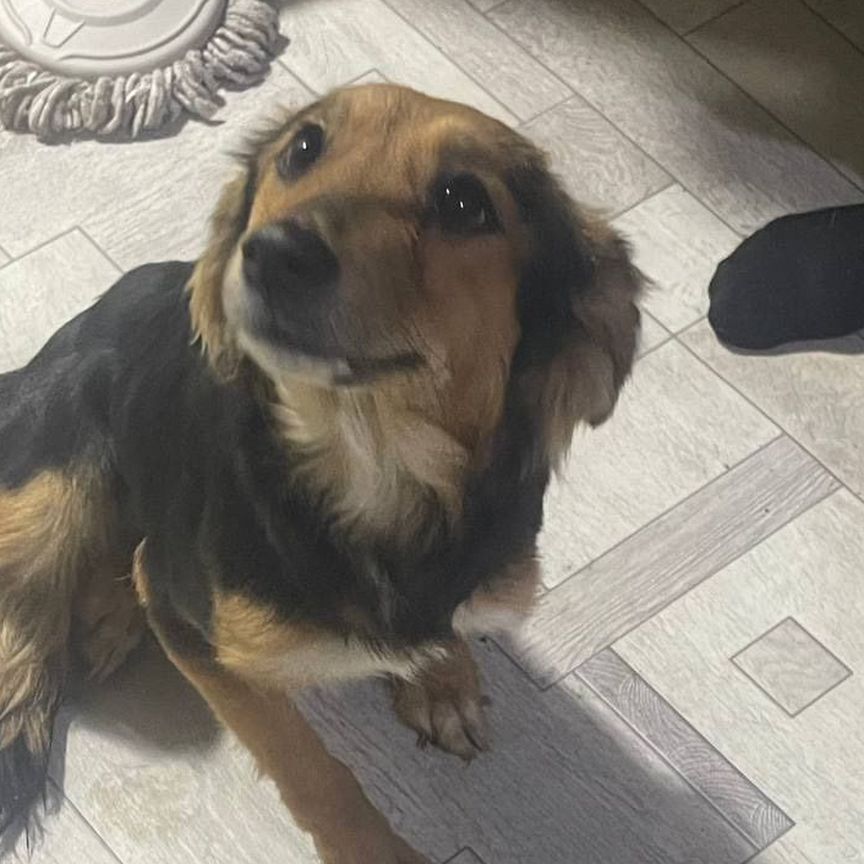 Взрослая собака в добрые руки