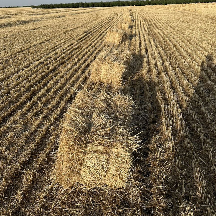 Солома в тюках