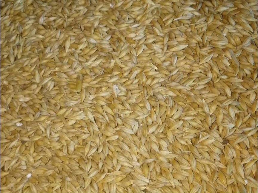 Семечко, Ячмень яровой на корм