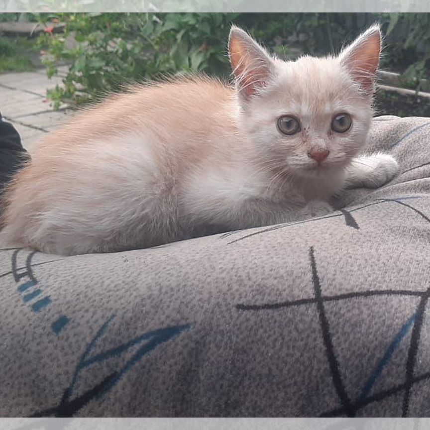 Отдам в добрые руки котят
