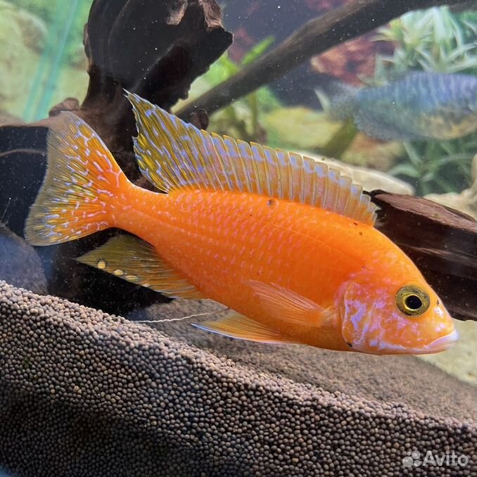 Аулонокара орхидея