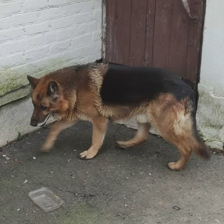 Взрослая собака в добрые руки