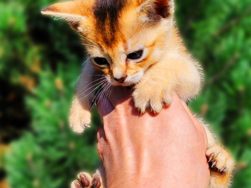 Абиссинские котята