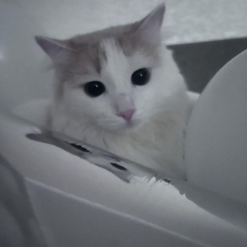 Мейн-кун котёнок