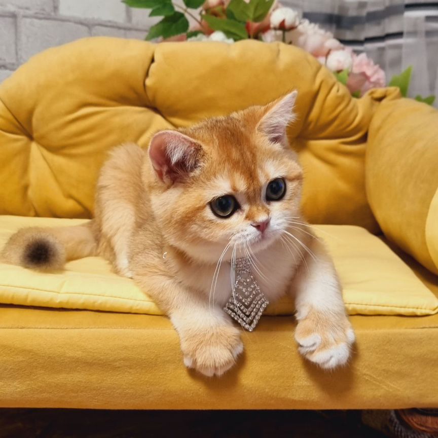 Сладкий золотой мальчик SFS 71ny12