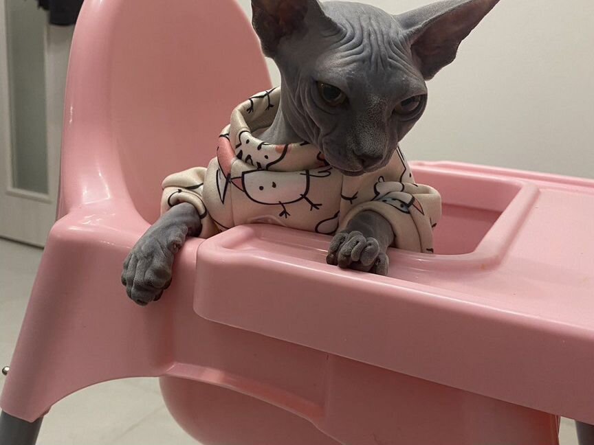 Котенок канадского сфинкса, девочка, 7 месяцев