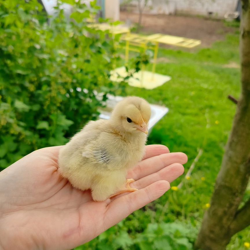 Цыплята леггорн