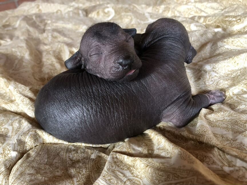 Ксолоитцкуинтли