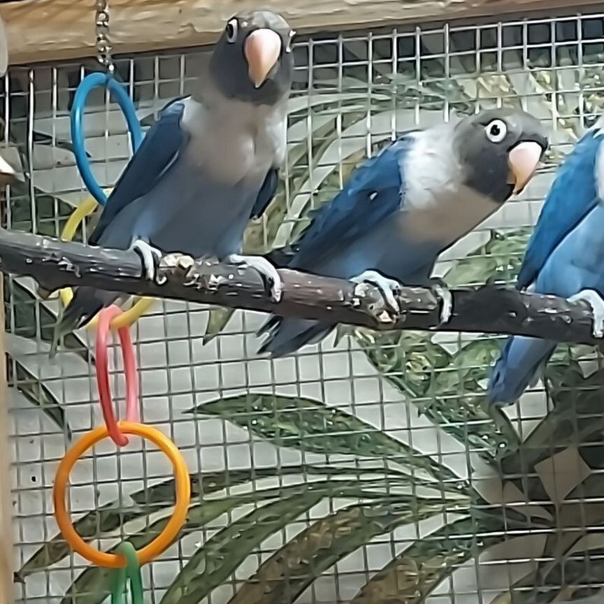 Попугай неразлучник