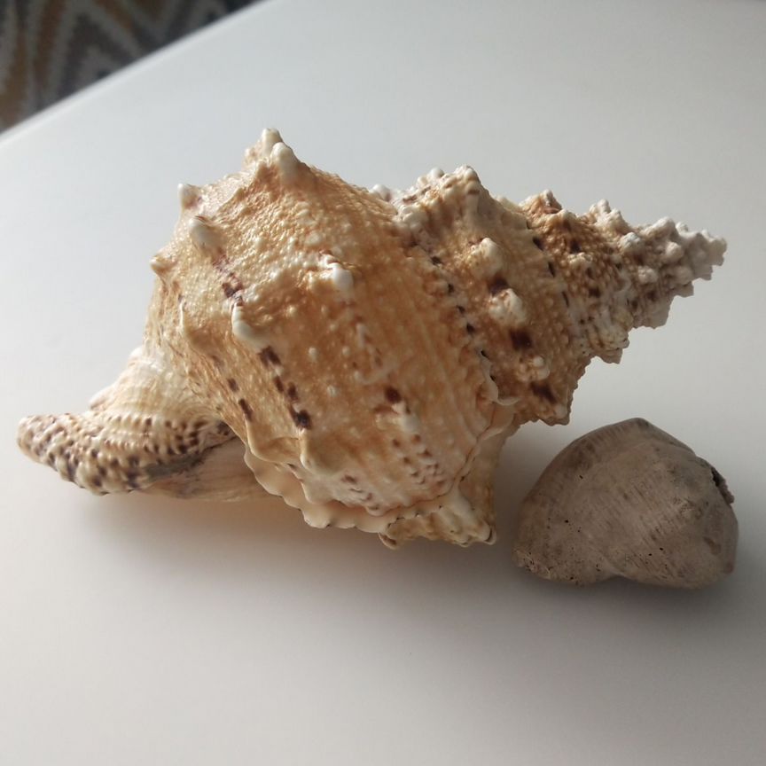 Морские ракушки раковины