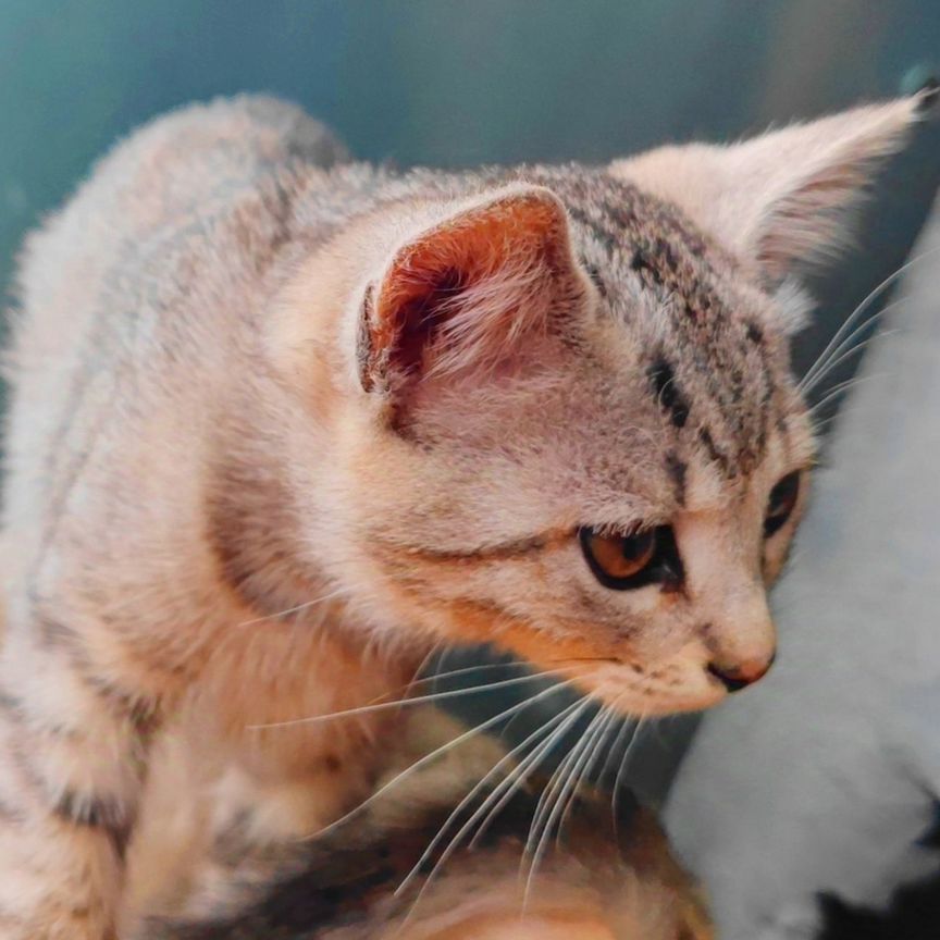 Котёночек котёнок котейка