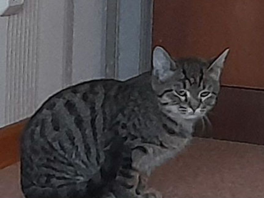 Котик бесплатно в добрые руки