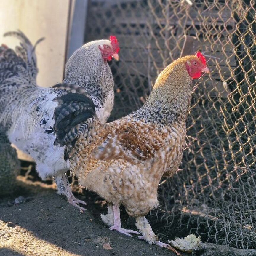 Петухи брама