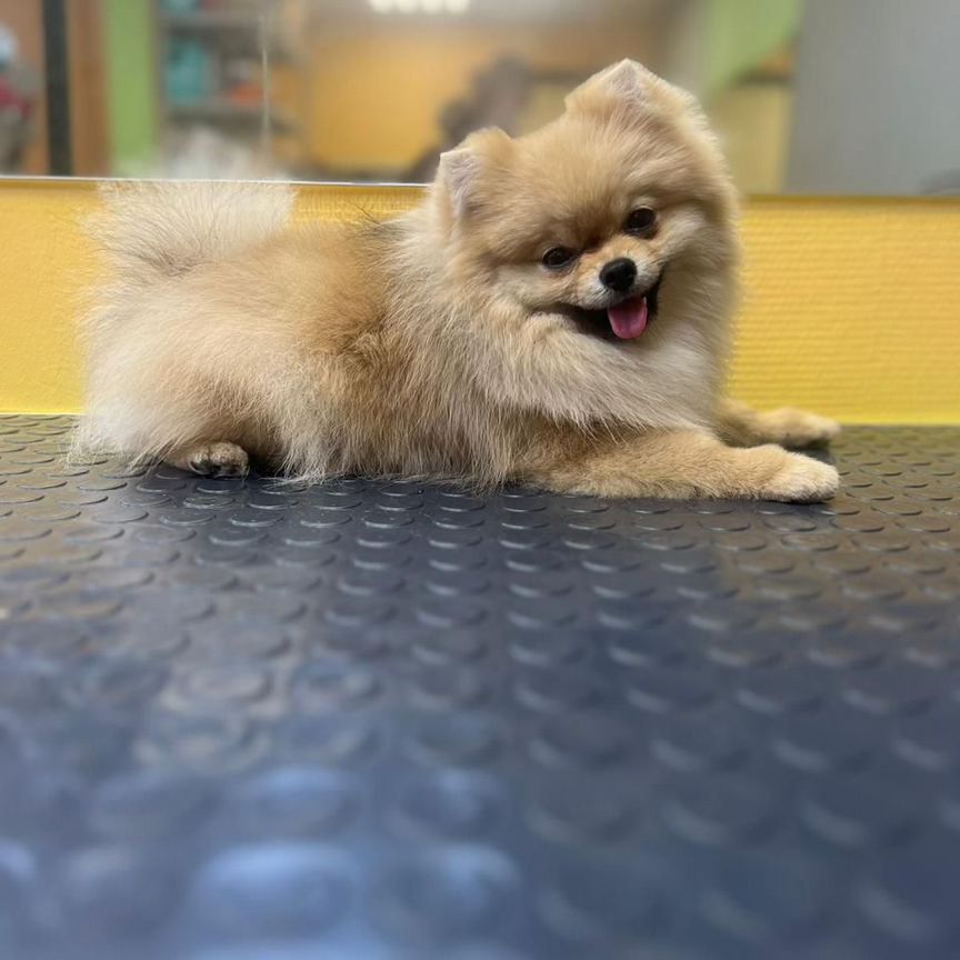 Немецкий шпиц девочка