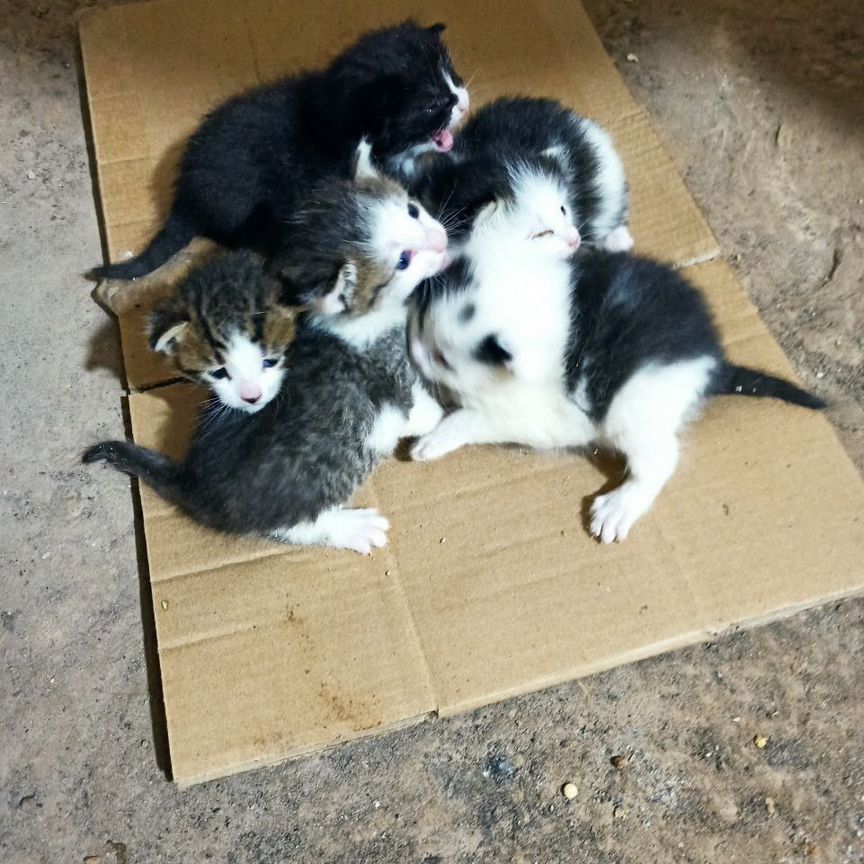 Котята