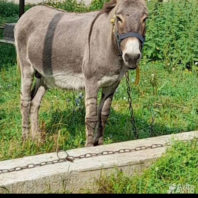 Осел