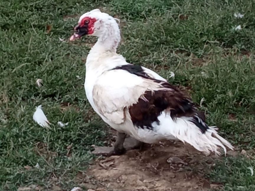 Индоутки на племя