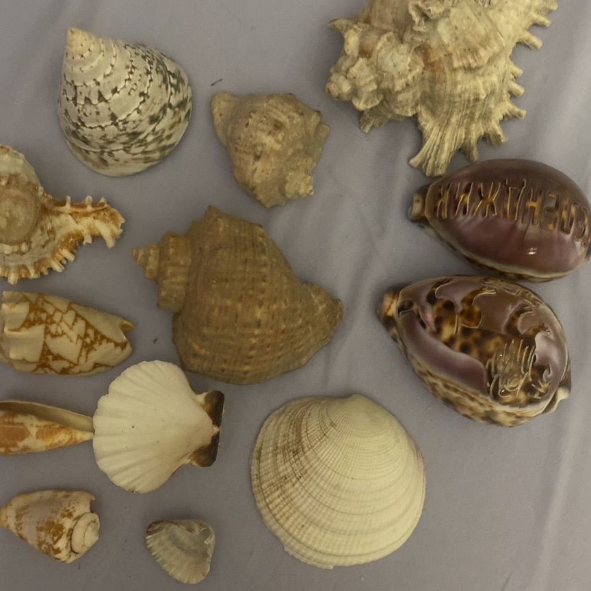 Морские ракушки раковины
