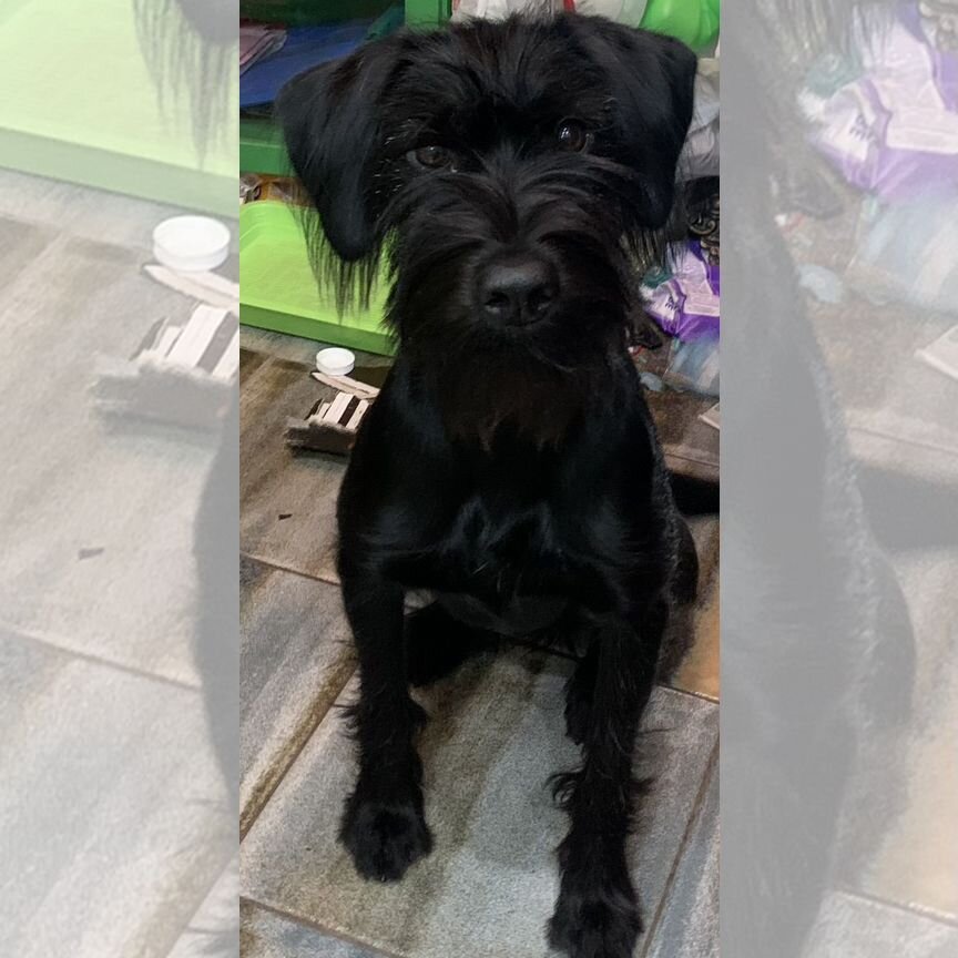 Метис девочка 10 мес