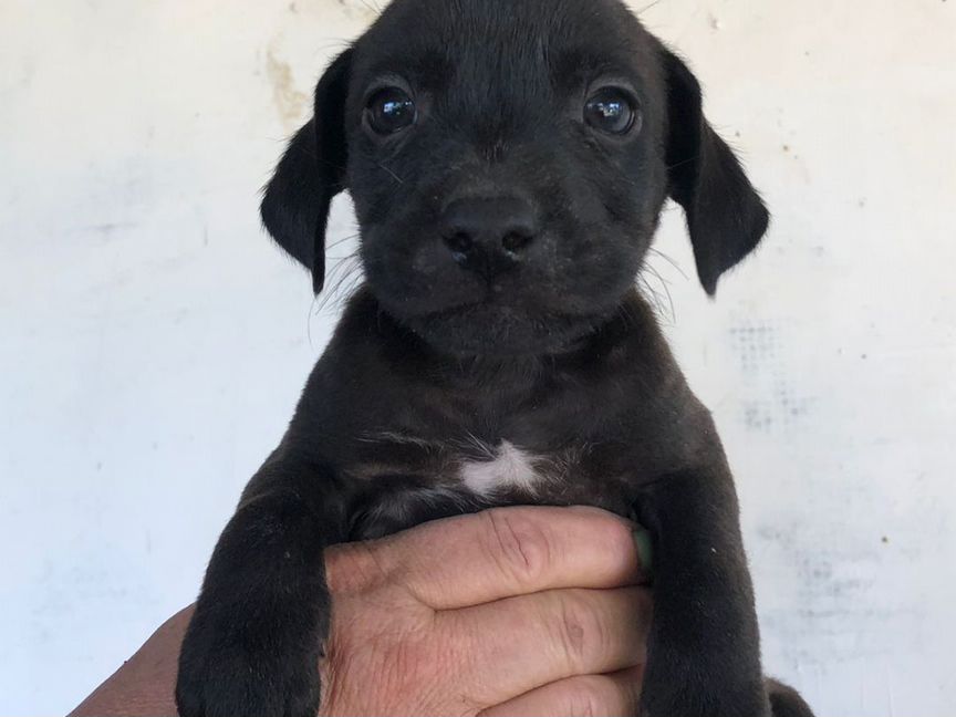 Щенки стафа отдам в добрые руки