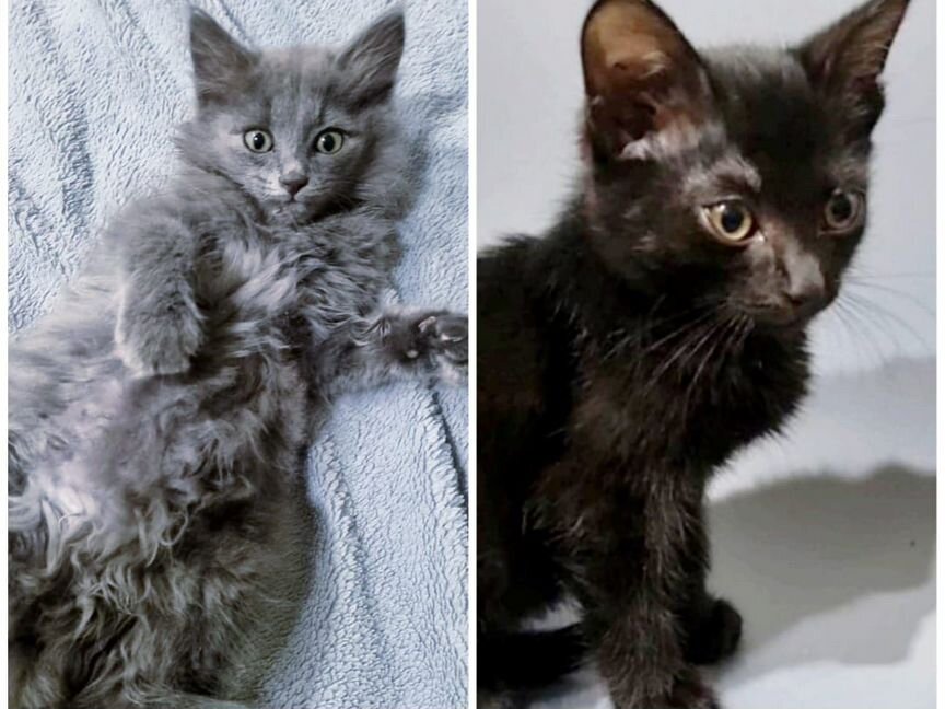 Котята в добрые руки