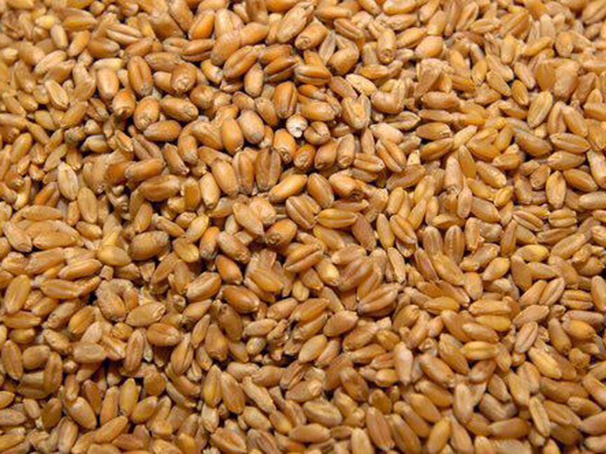 Пшеница ячмень суржа доставка