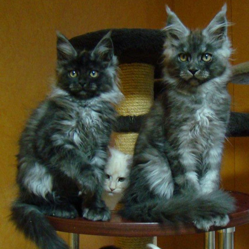 Котята бронь