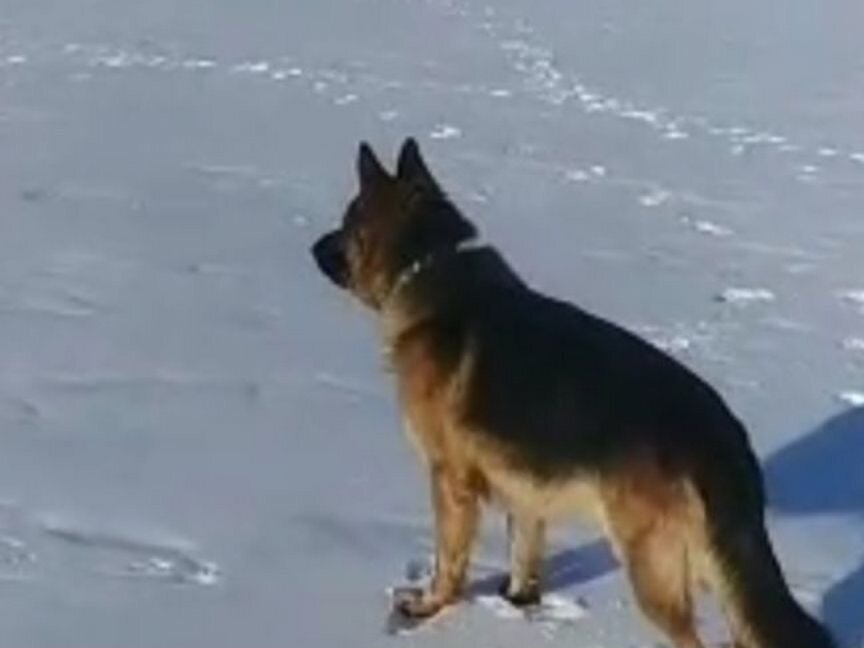 Немецкая овчарка вязка