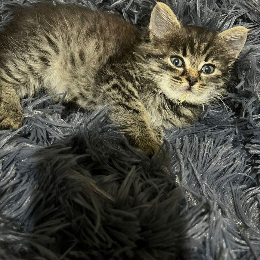 Котята