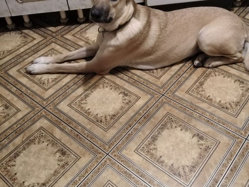 Масяня, стер. привита. 9 мес в ответственные руки