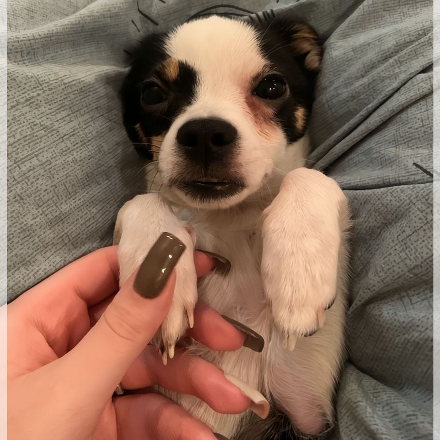 Чихуахуа, щенок