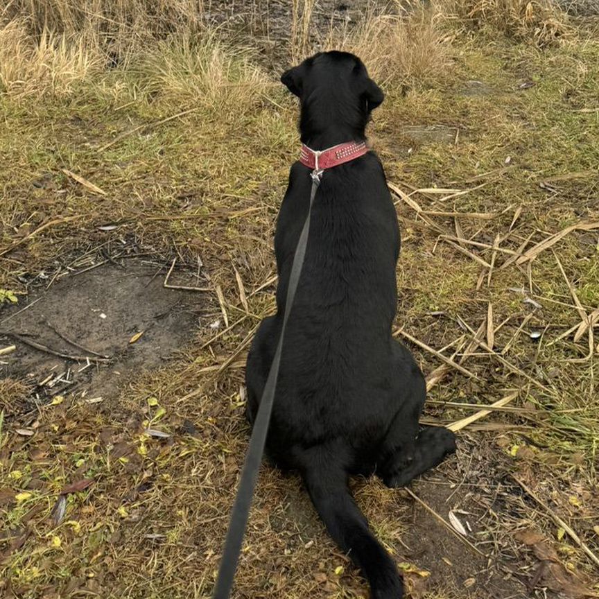 Выгул собак