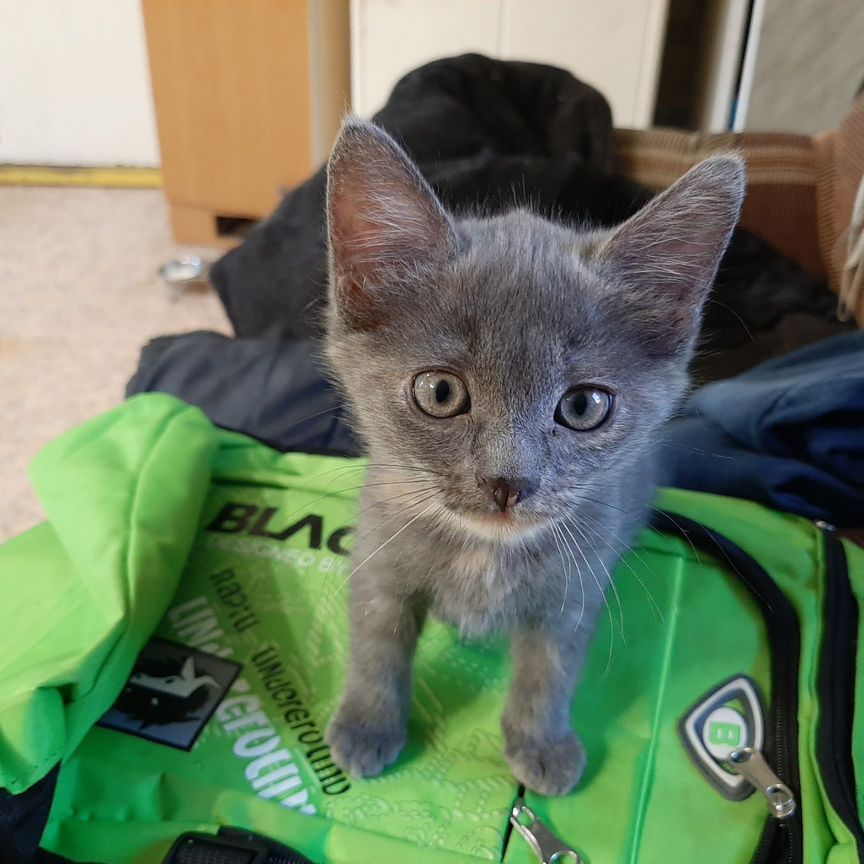 Котенок-девочка в хорошие руки