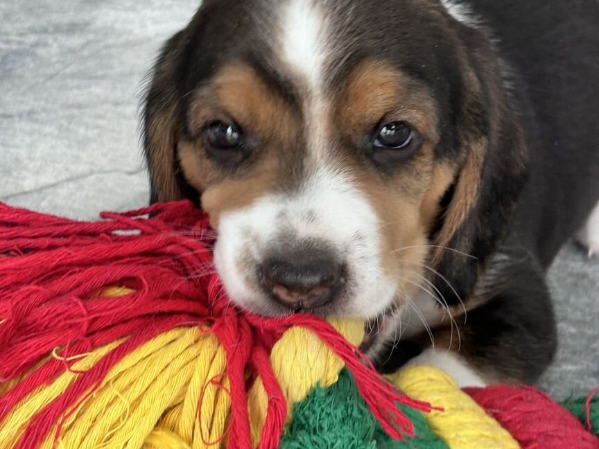 Эстонская гончая щенки