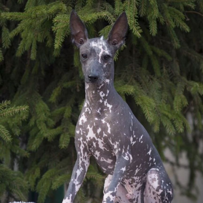 Ищем невесту