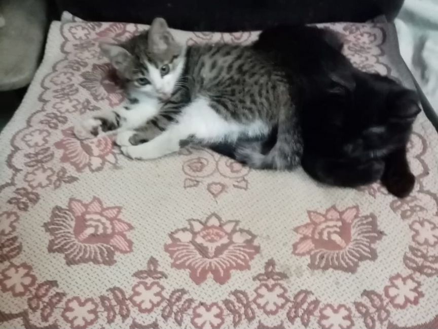 Котенок, 2-3 месяца. Девочка