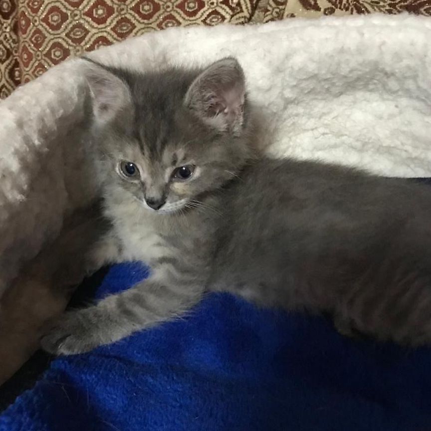 Котенок