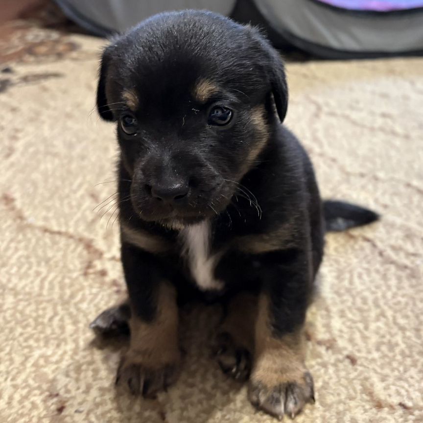 Щенок в добрые руки