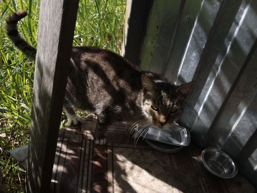 Котик молоденький