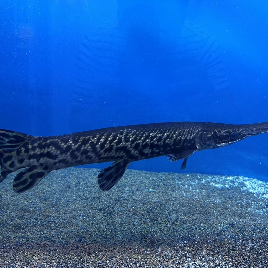 Щука панцирная