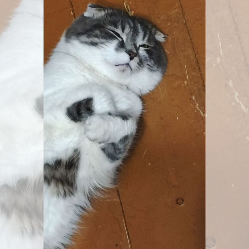 Шотландский вислоухий длинношёрстный, взрослый кот